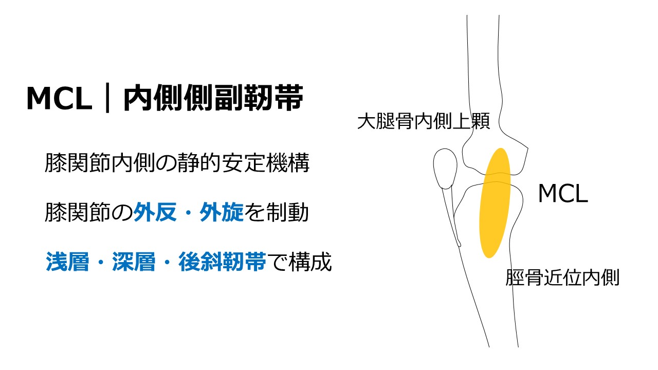 膝関節MCL｜覚えておきたい解剖のポイント – AT.lab